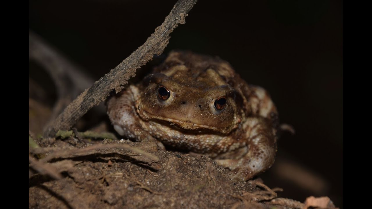 Nel mondo degli animali: Rospo comune (Bufo bufo) - YouTube