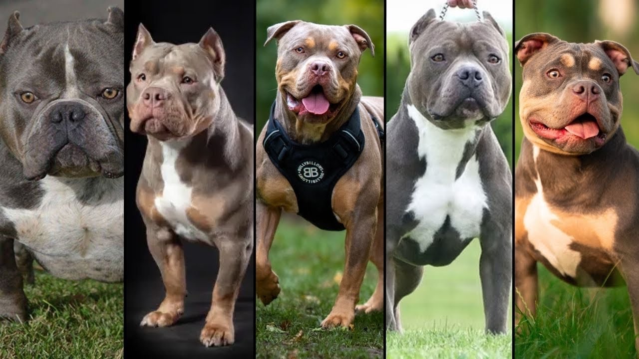 American Bully Types Explained | Pocket, Standard, XL, Micro & Classic ...
