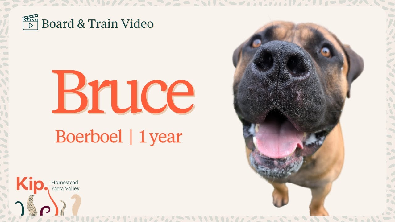 Bruce Training Video - YouTube