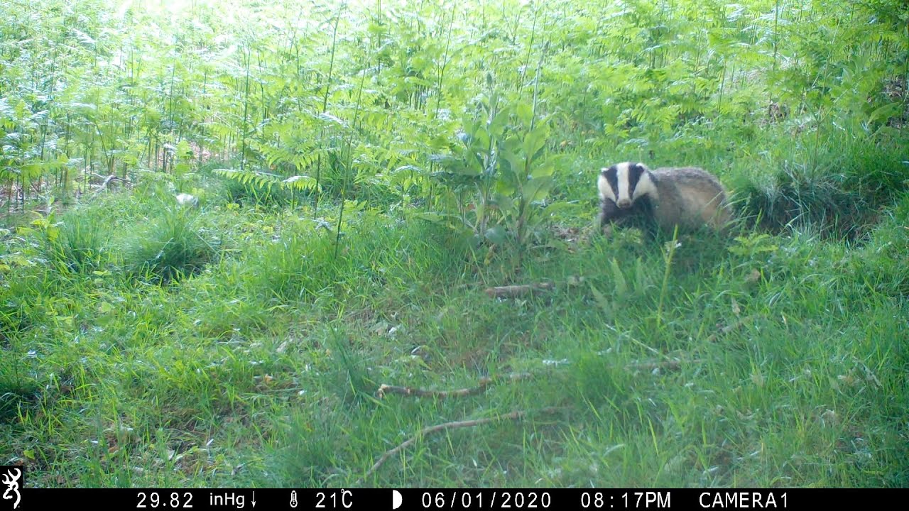 Badger & Co: spring/early summer compilation2 - YouTube