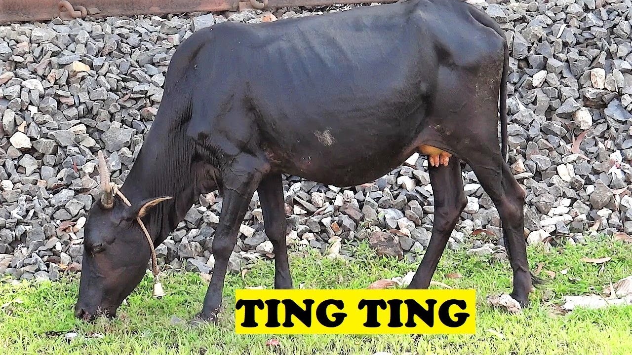 Ting Ting Bell Cow As Longest Rajdhani Wait For Ankola Single Line ...