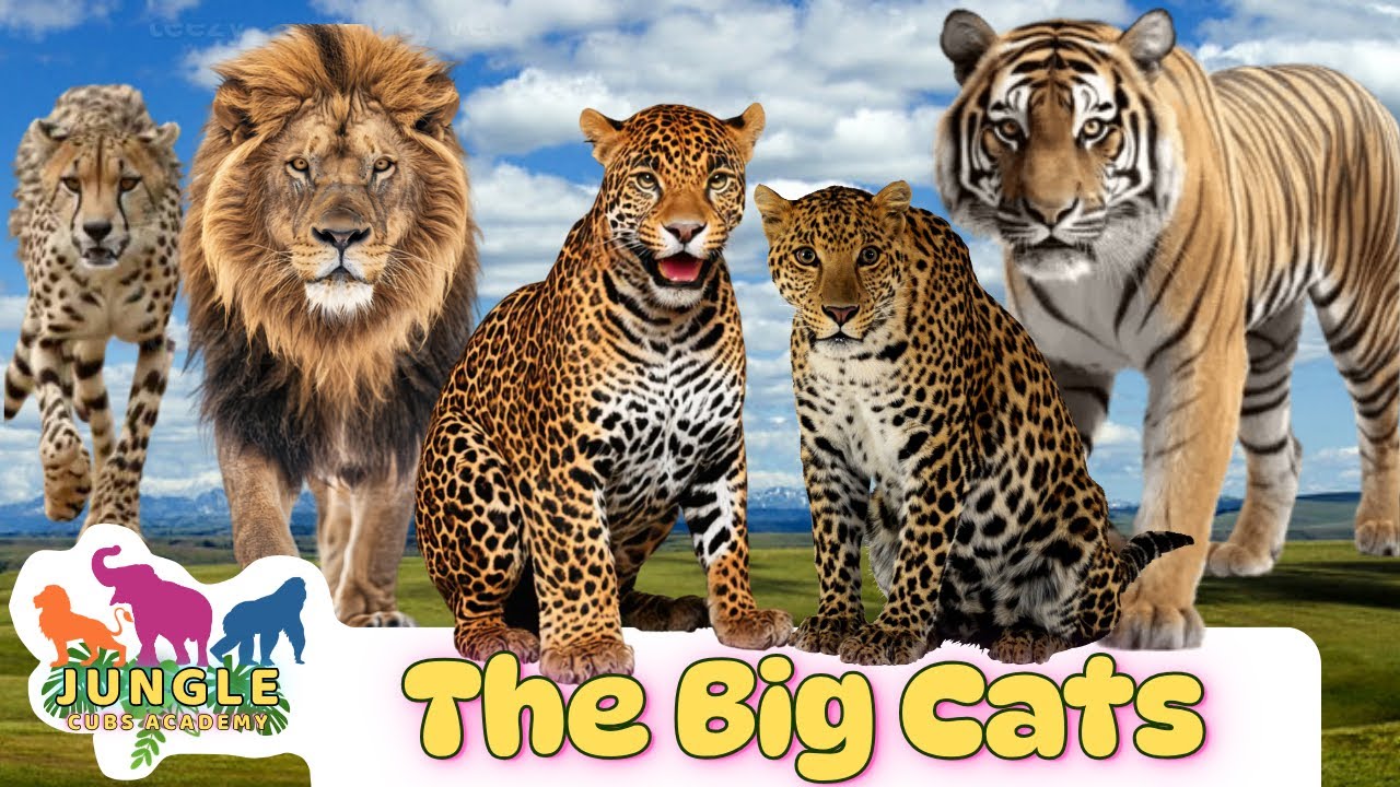 Meet the Mighty Big Cats! - YouTube