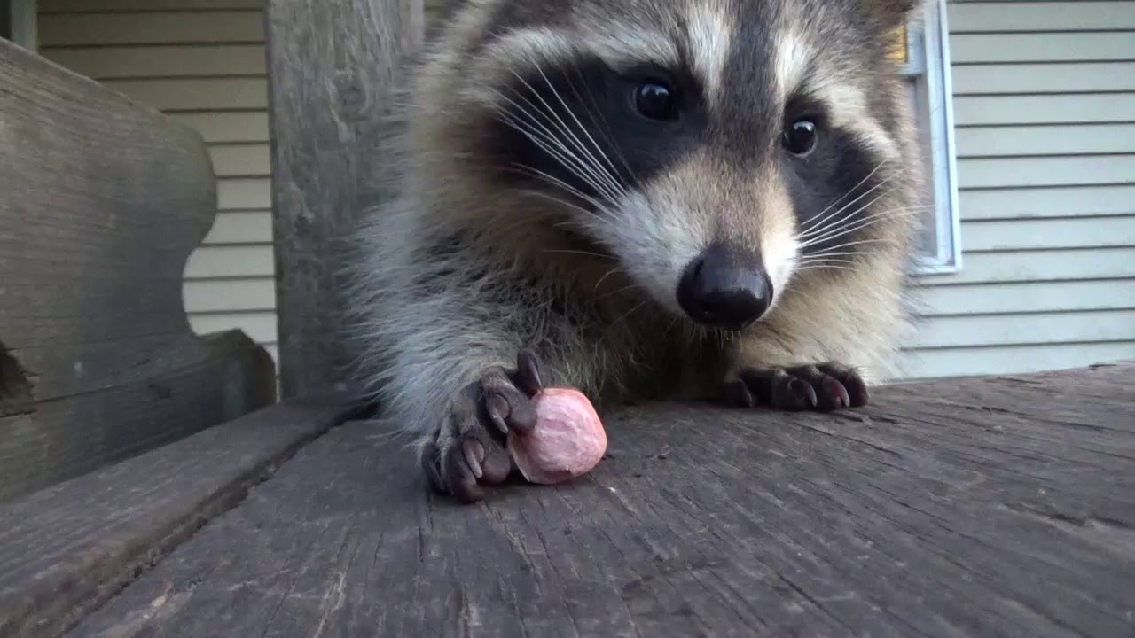 2019 10 07 Two Raccoons - YouTube