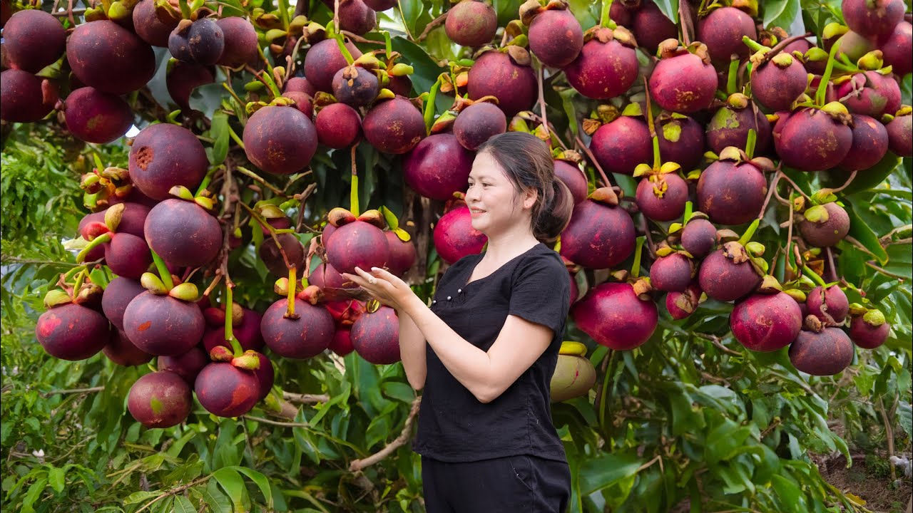 BREAKING! Harvesting Mangosteens Goes To Market Sell - Mangosteen jelly ...