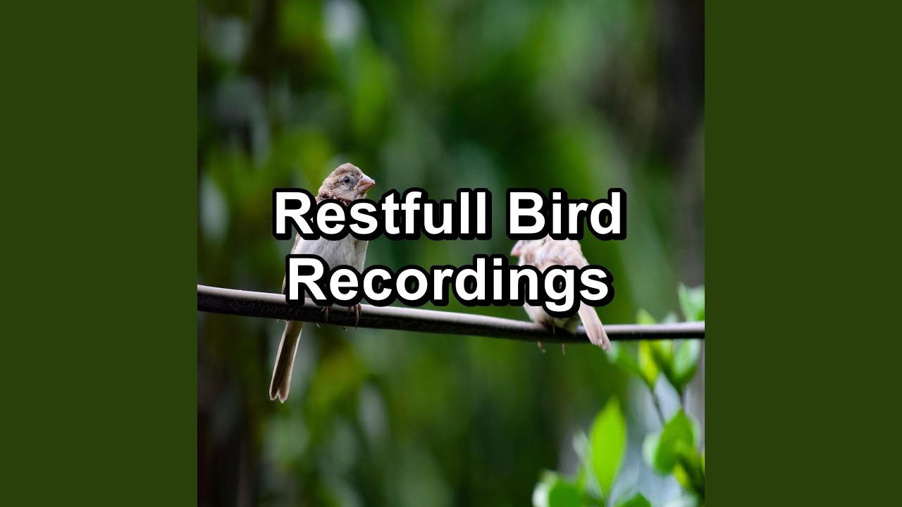 Rest Bird Sounds Natural Sounds To Repeat the Whole Night - YouTube Music