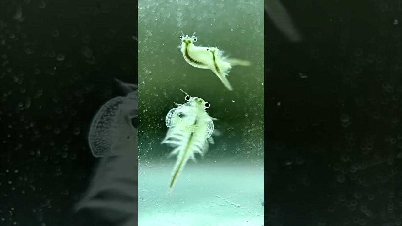 What are Sea Monkeys Part 1 YouTube