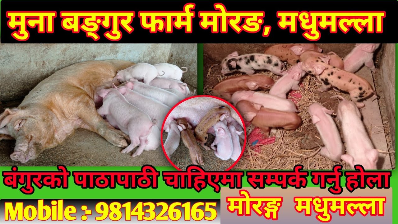 Pig farm in Nepal || bangur palan Nepal || daily blog || sanjaya ...