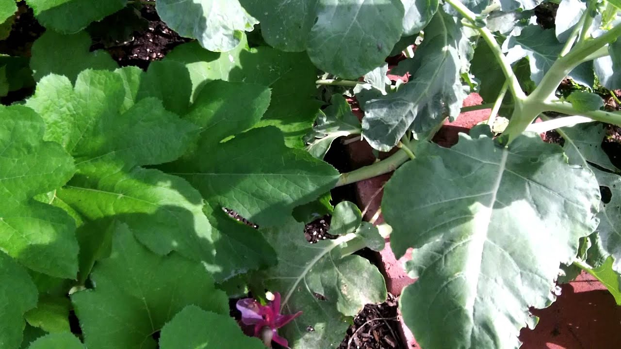 Broccoli and Cauliflower - Stalks without Heads - YouTube