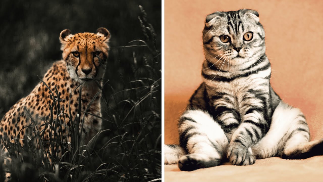 Cheetah meow and purr LIKE A HOUSE CAT - YouTube