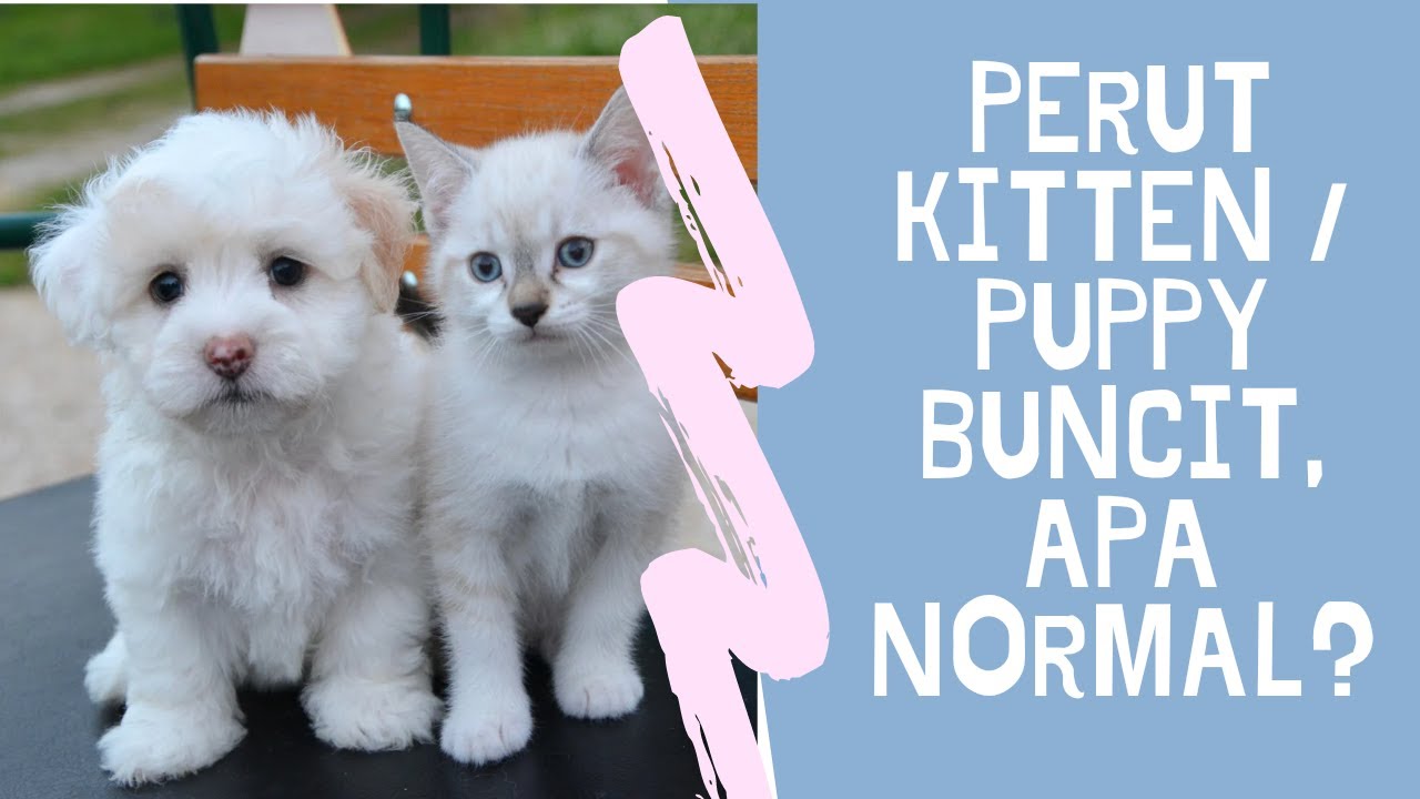 ANAK KUCING PERUTNYA BUNCIT ITU SEHAT ATAU TIDAK ? // TANYA DOKTER ...