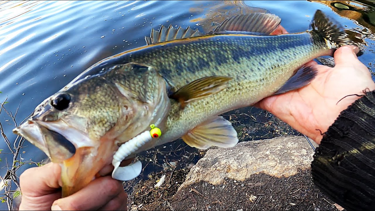 Spring Freshwater Fishing - 3" BERKLEY POWER GRUBS - Largemouth Bass on ...