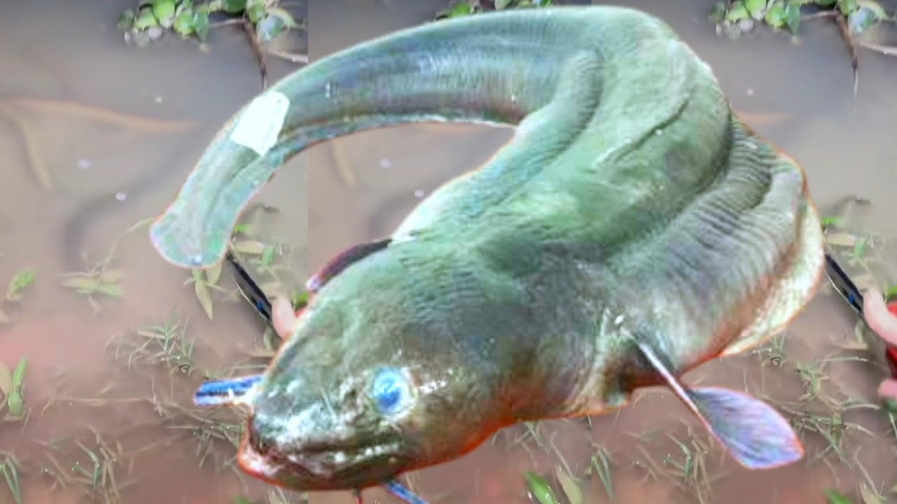 Hunting eels at night with a spear is easy - YouTube