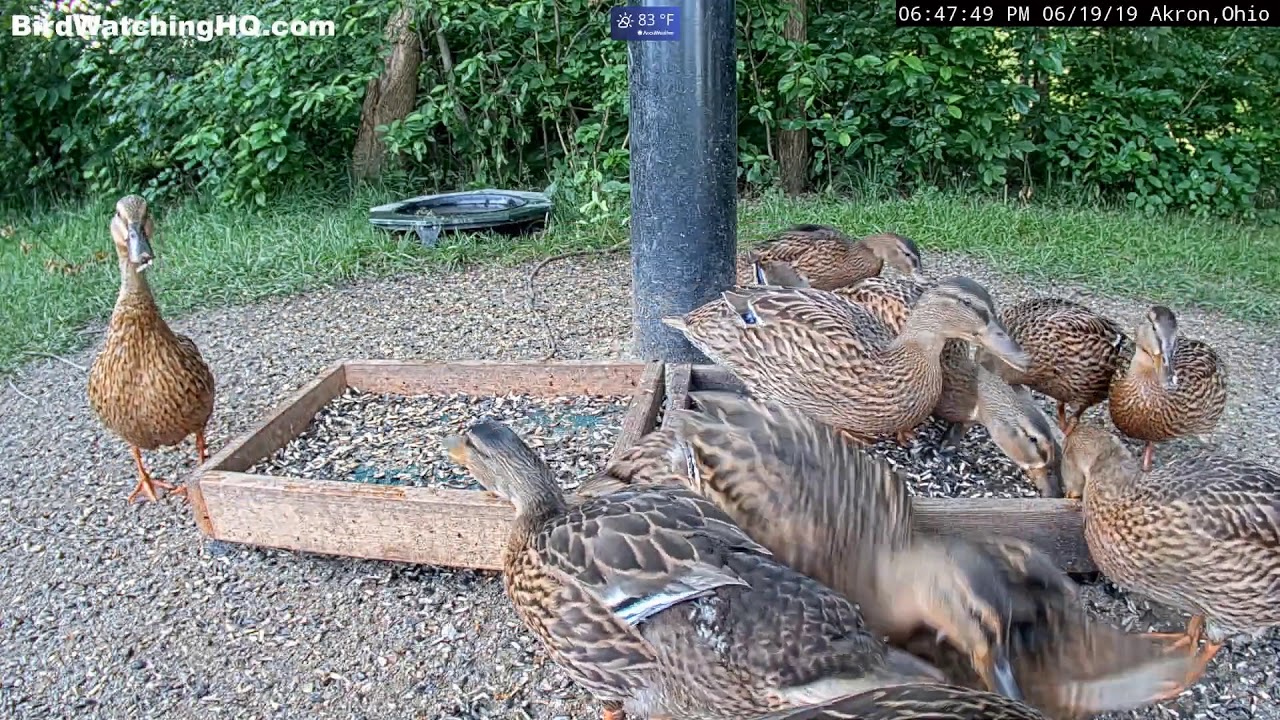 Injured Wing Duckling at BWHQ - YouTube