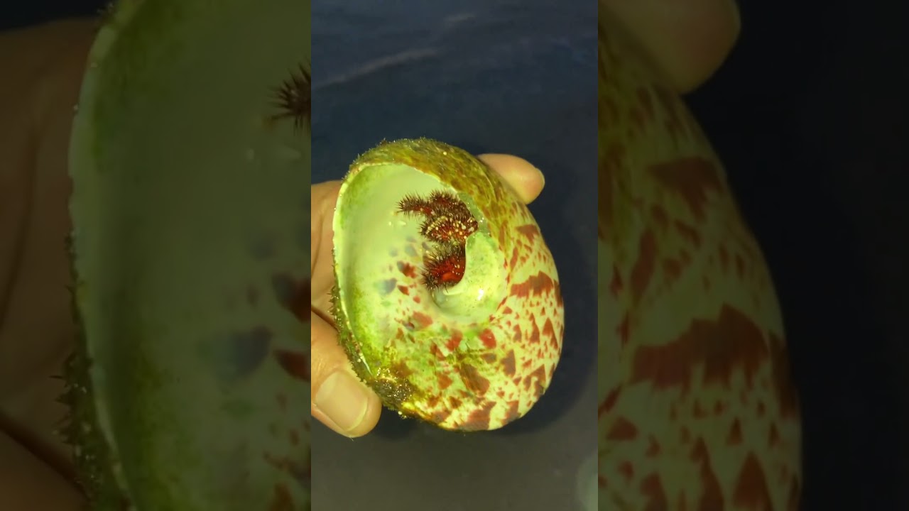 CRAB inside the SHELL🦀🐚 #hermitcrab #fishing #fishingaddict - YouTube