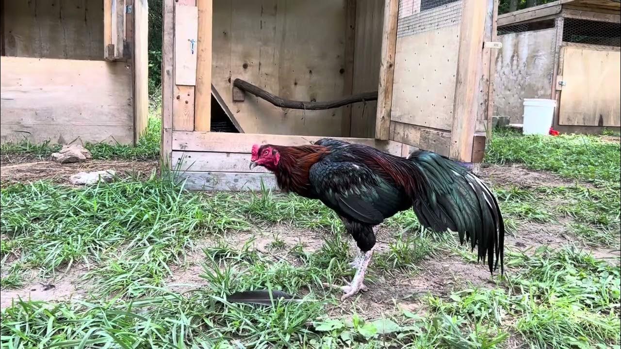 Saib Qaib Cov - YouTube