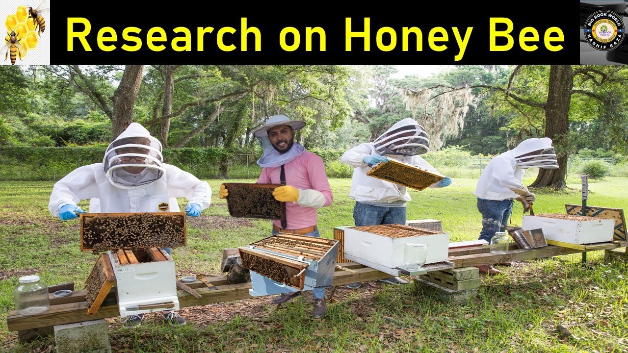 Honey Bee Research | The Remarkable Life of a Queen Bee | IUB Research ...