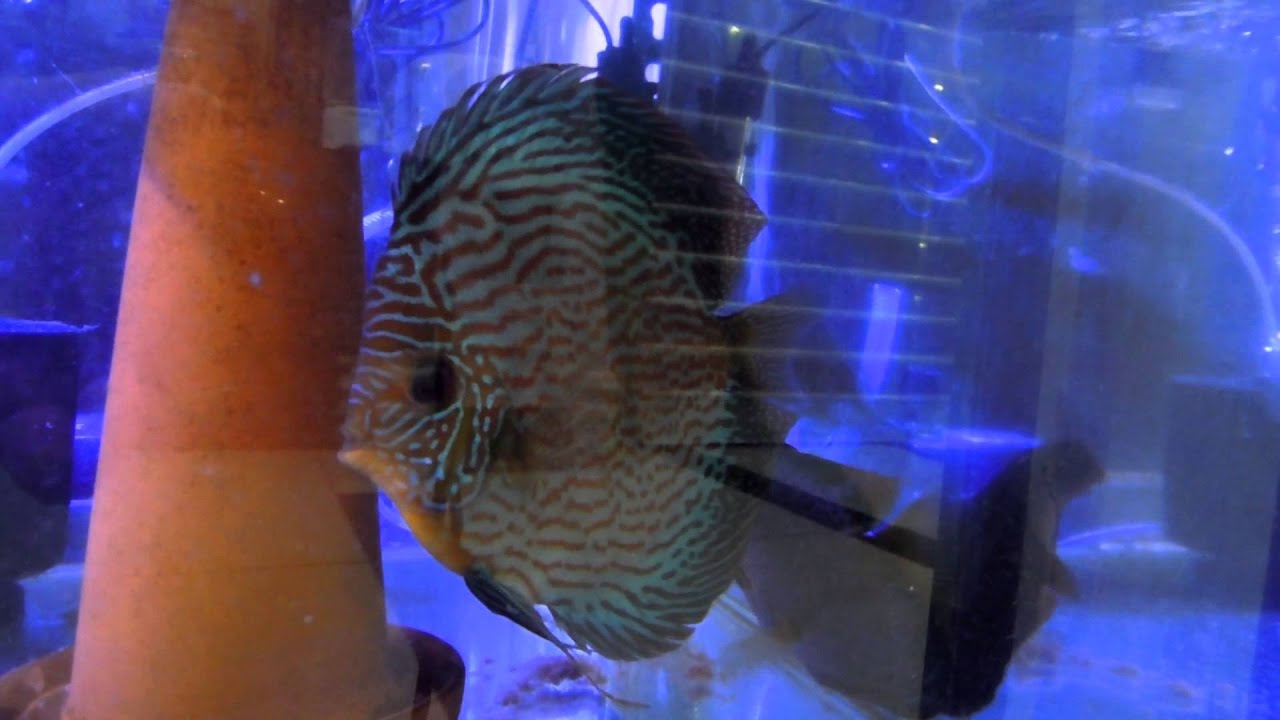 Sunny discus centre in Hong Kong aquarium fish farm Tel:97793166 - YouTube