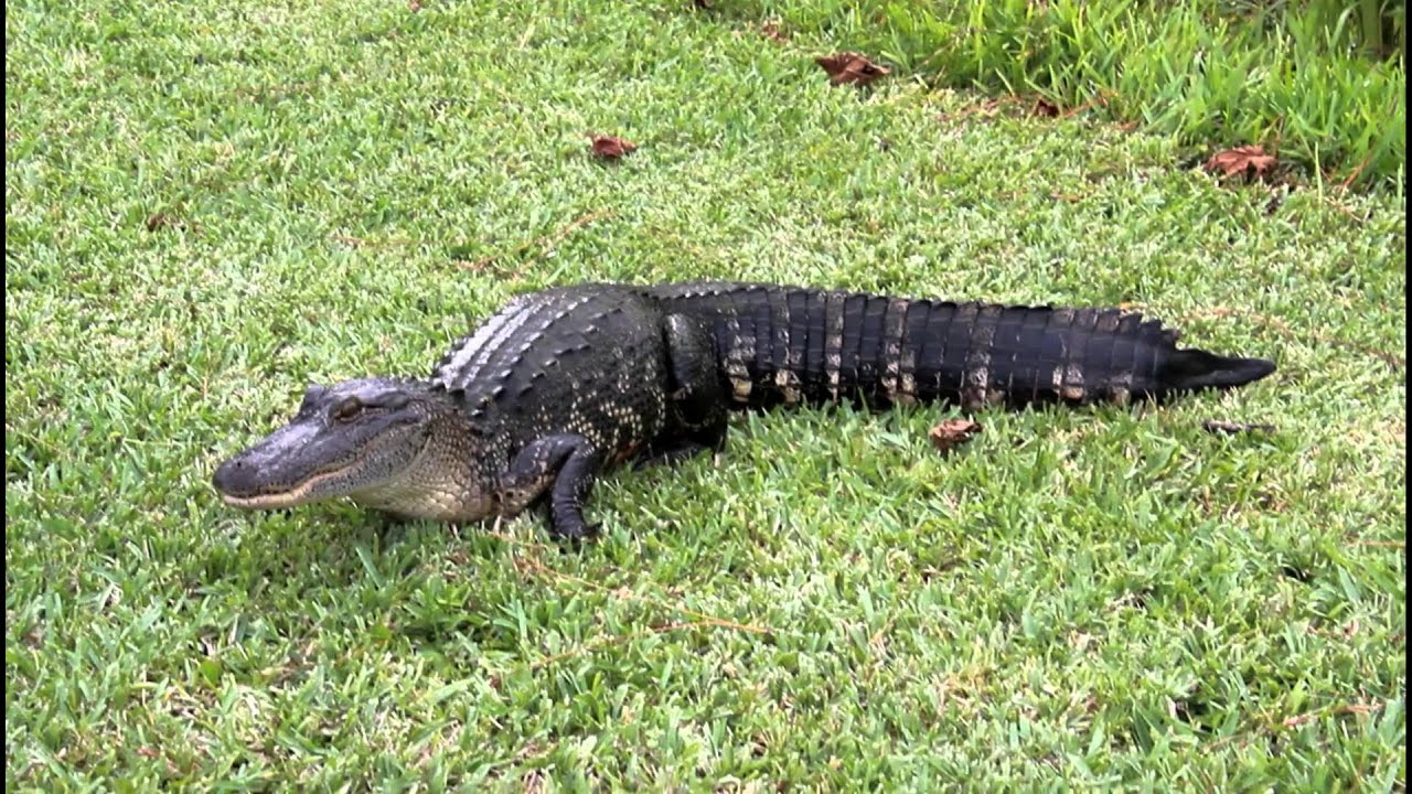 Alligator in my Backyard - YouTube