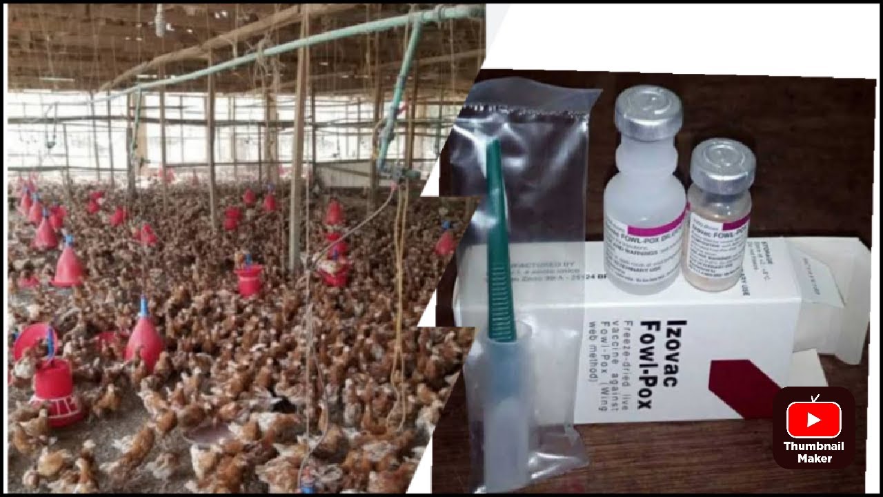 Fowl pox vaccination for layers and turkey.Time schedule for ...