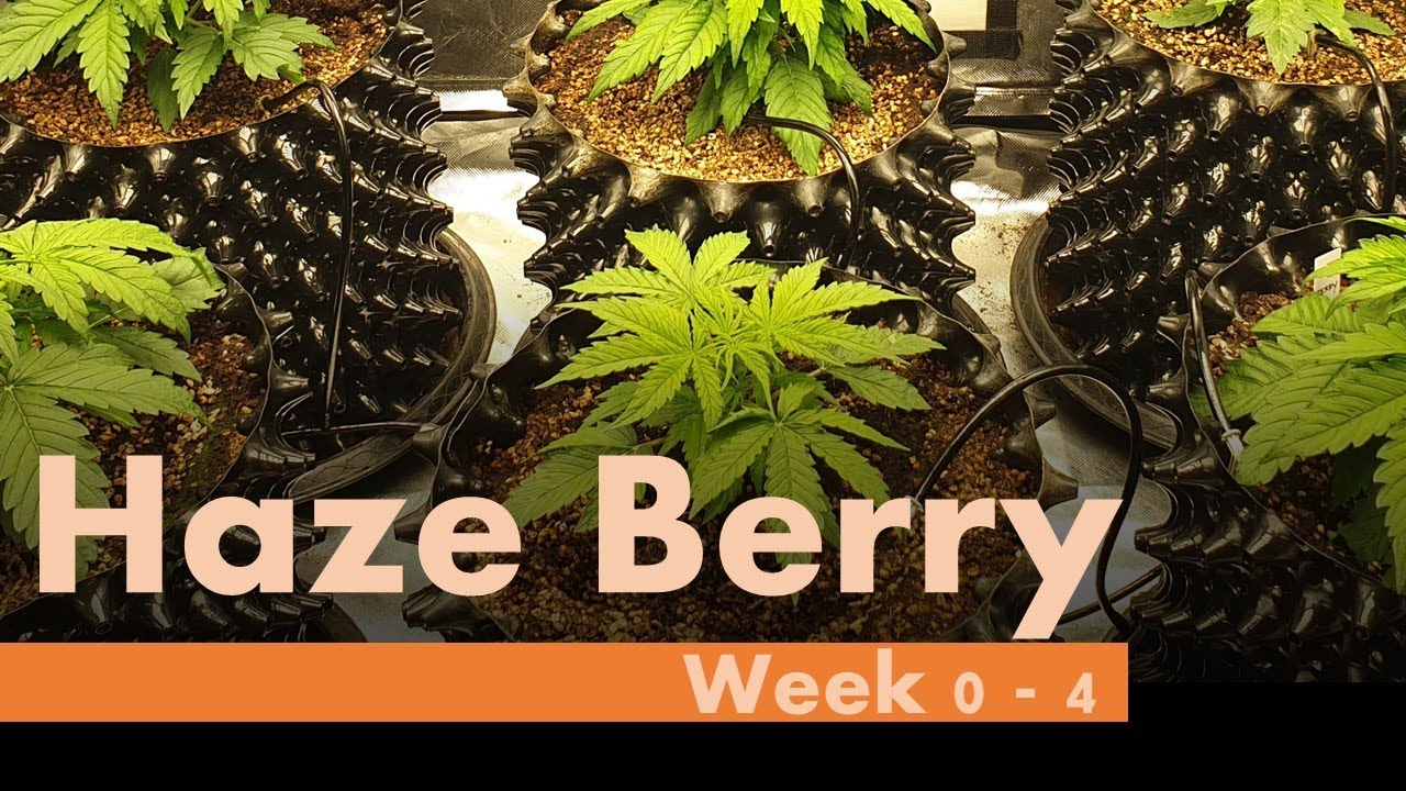ปลูกกัญชา Haze Berry (Auto) l Week 0 - 4 | Cannabis | Time lapse - YouTube