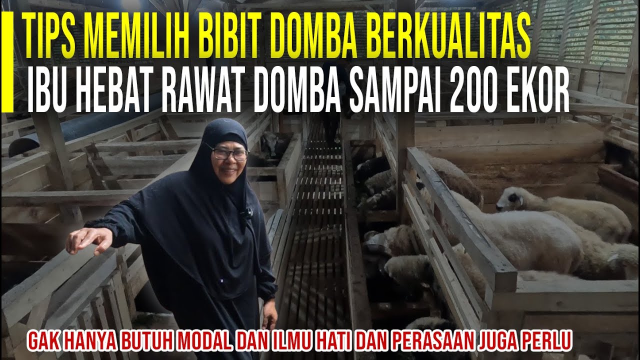 TIPS CARA MEMILIH BIBIT DOMBA BERKUALITAS - YouTube