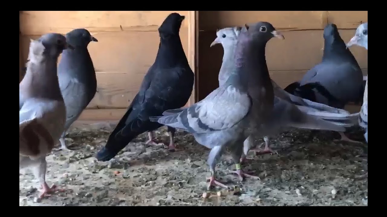 Very nice young high flying pigeons 2020 #PigeonsHigh-flying - YouTube
