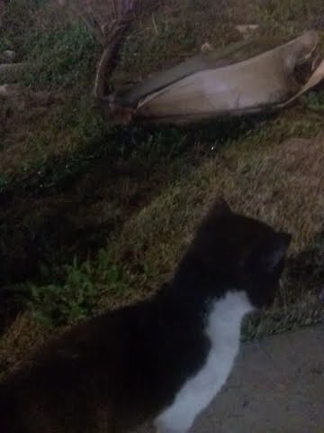 Totally normal morning in Puerto Rico. Chilling with an incredibly ...