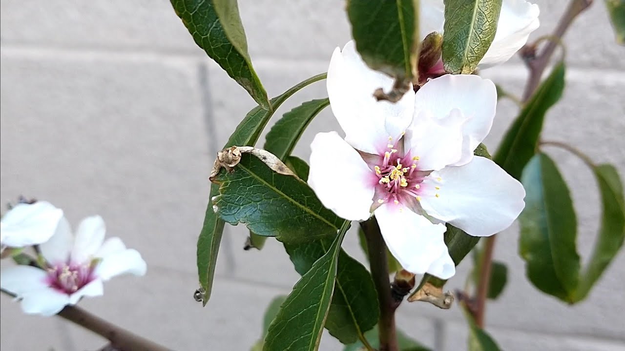 All-In-One Almond Tree Flowering in Arizona, Zone 9b - YouTube