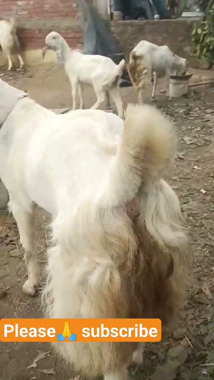 hansa goat Sujanganj Indian goat form - YouTube