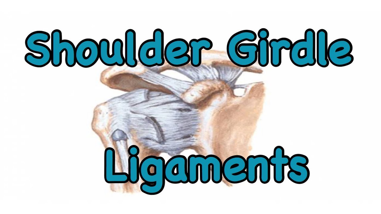 Shoulder Girdle Ligaments | Human Anatomy - YouTube