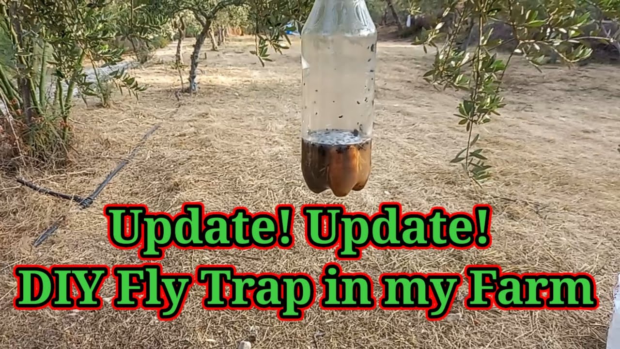 Update!|DIY Fly Trap that I Made for my Farm|Bio Fly Trap|that ...