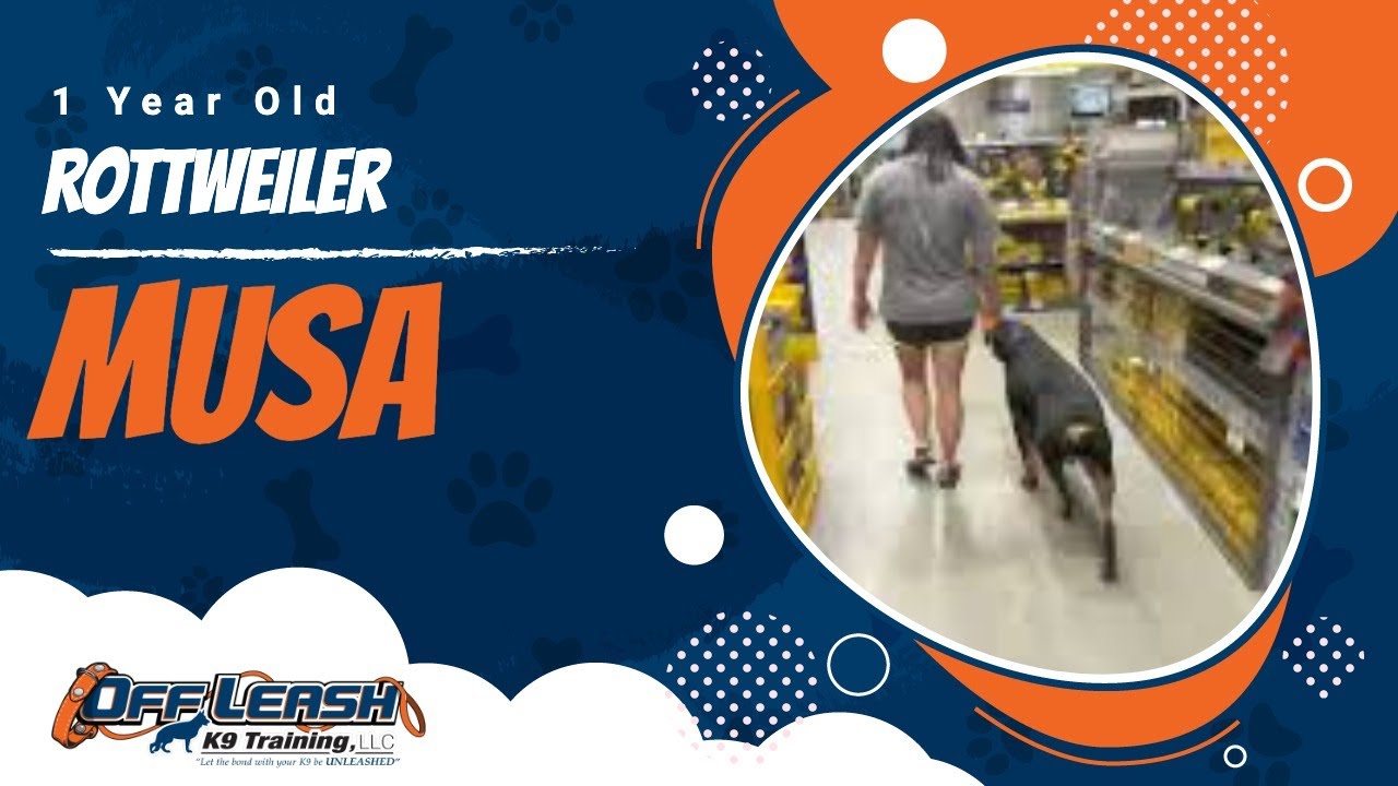 Musa | 1 Year Old Rottweiler | Georgia Rottweiler Board & Train School ...