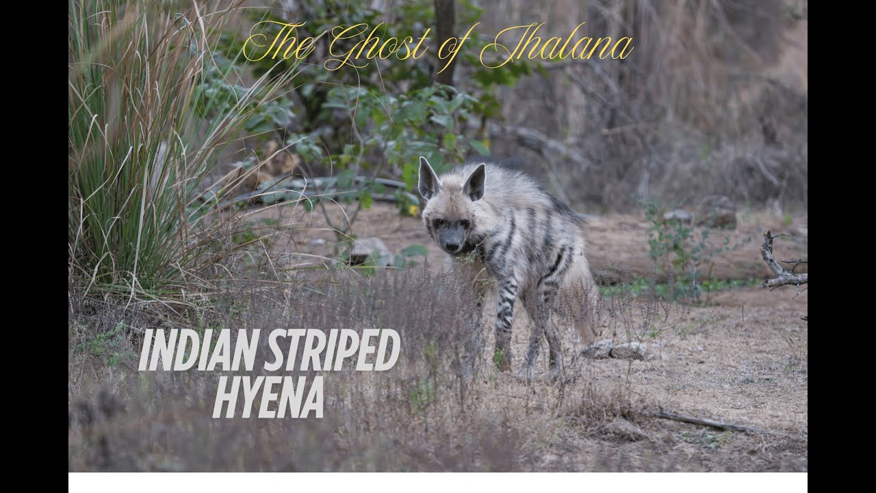 Rare Footage: Indian Striped Hyena Bathes in Mud | Jhalana Wildlife ...