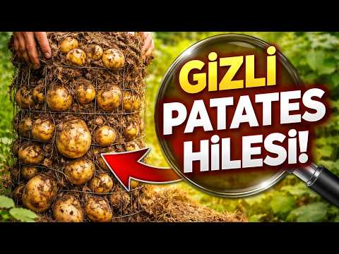 Sadece Çeyrek Metrekarede Bir Aileyi Doyurun: Yüzyıllık Gizli Amish Patates Hilesi!