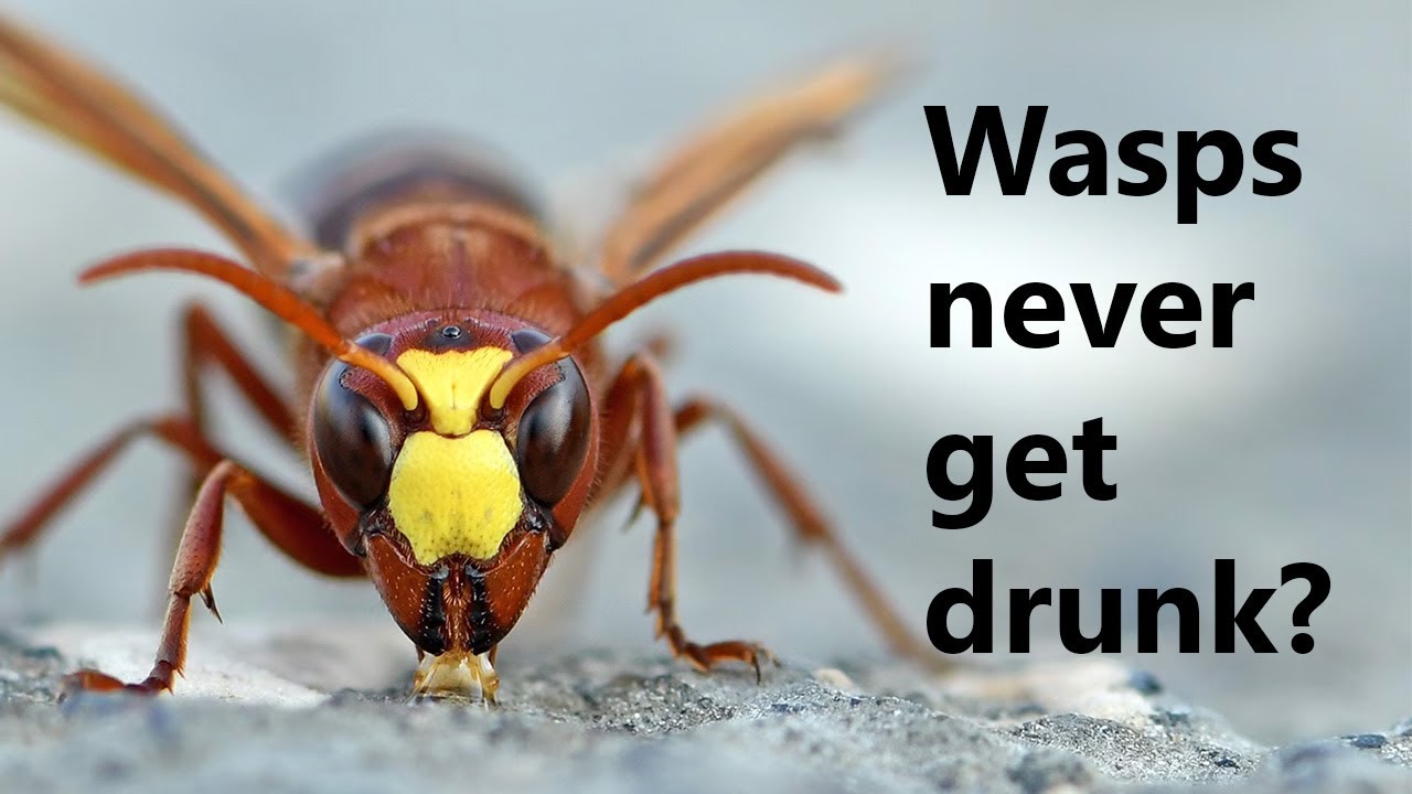 These Wasps Can Handle Alcohol Like Champs! - YouTube