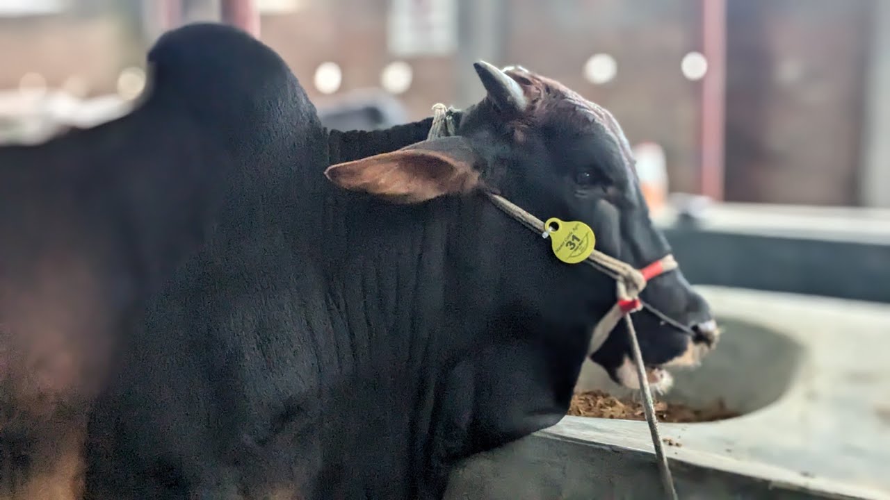 Master cattle agro farm - YouTube