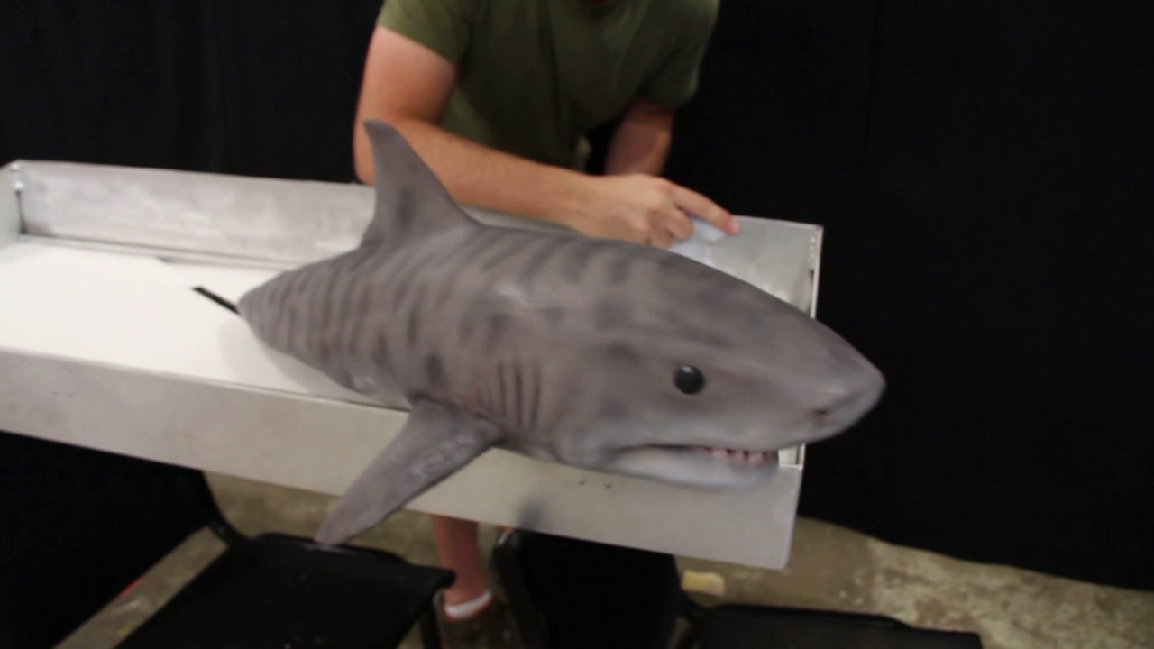 Shark - YouTube