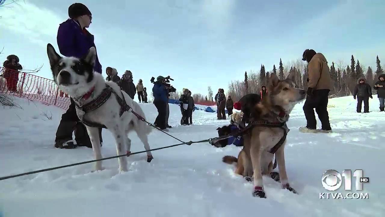 Aliy Zirkle First Into Galena Iditarod Checkpoint - YouTube