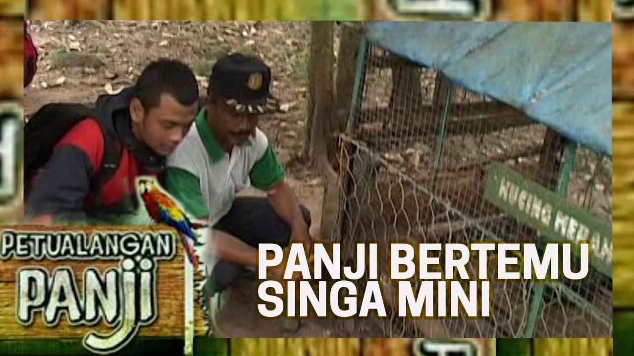 PANJI BERTEMU SINGA MINI KECIL - PETUALANGAN PANJI - YouTube