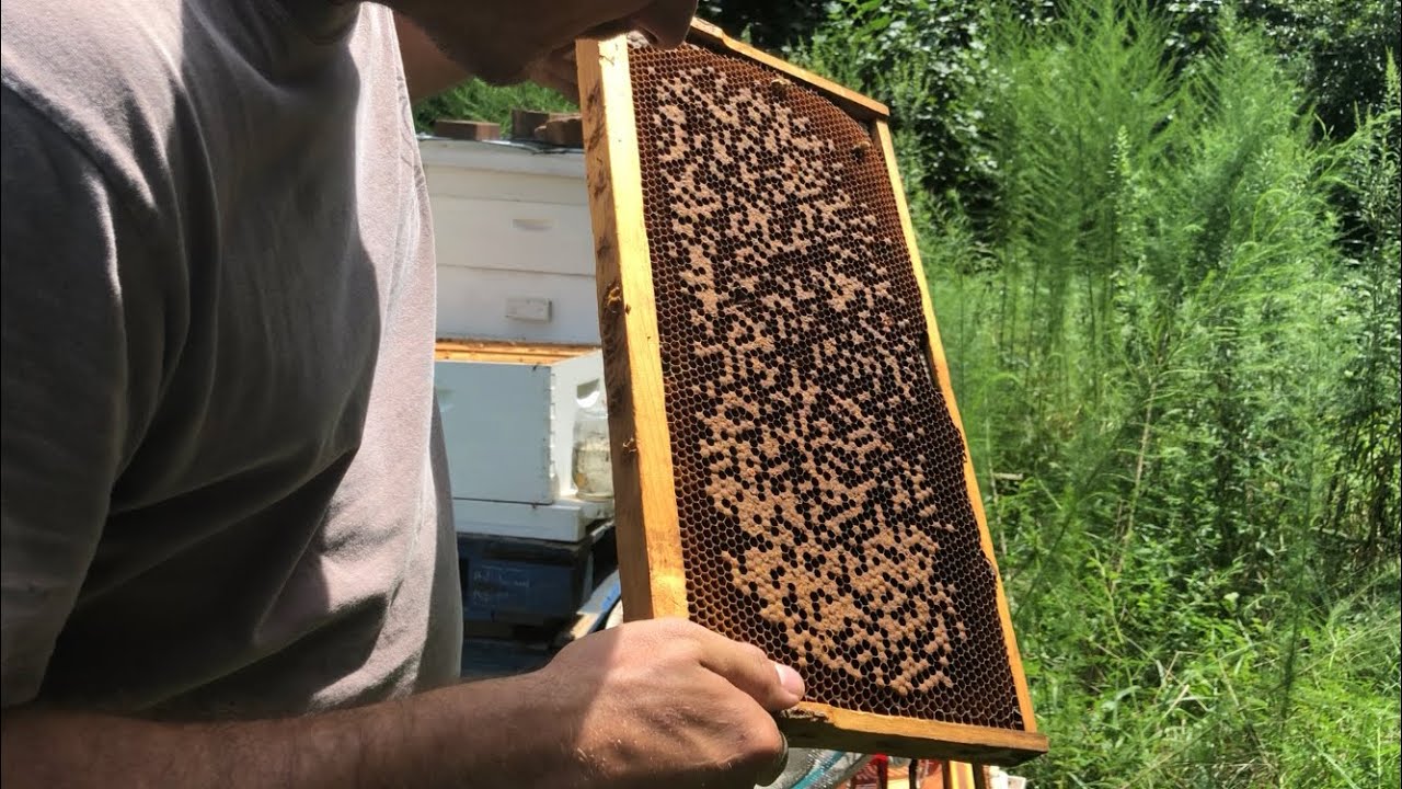 Diagnosing Spotty Brood - YouTube