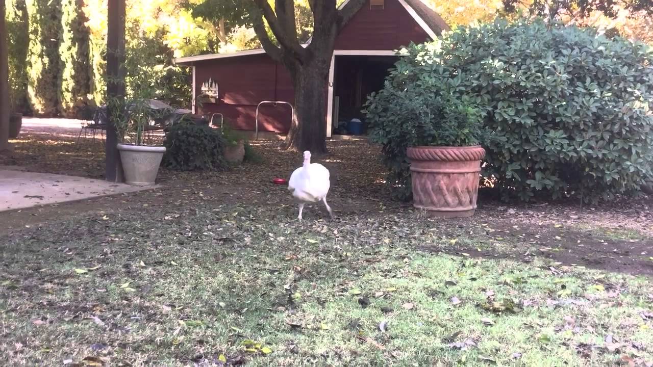 Turkey running full speed - YouTube