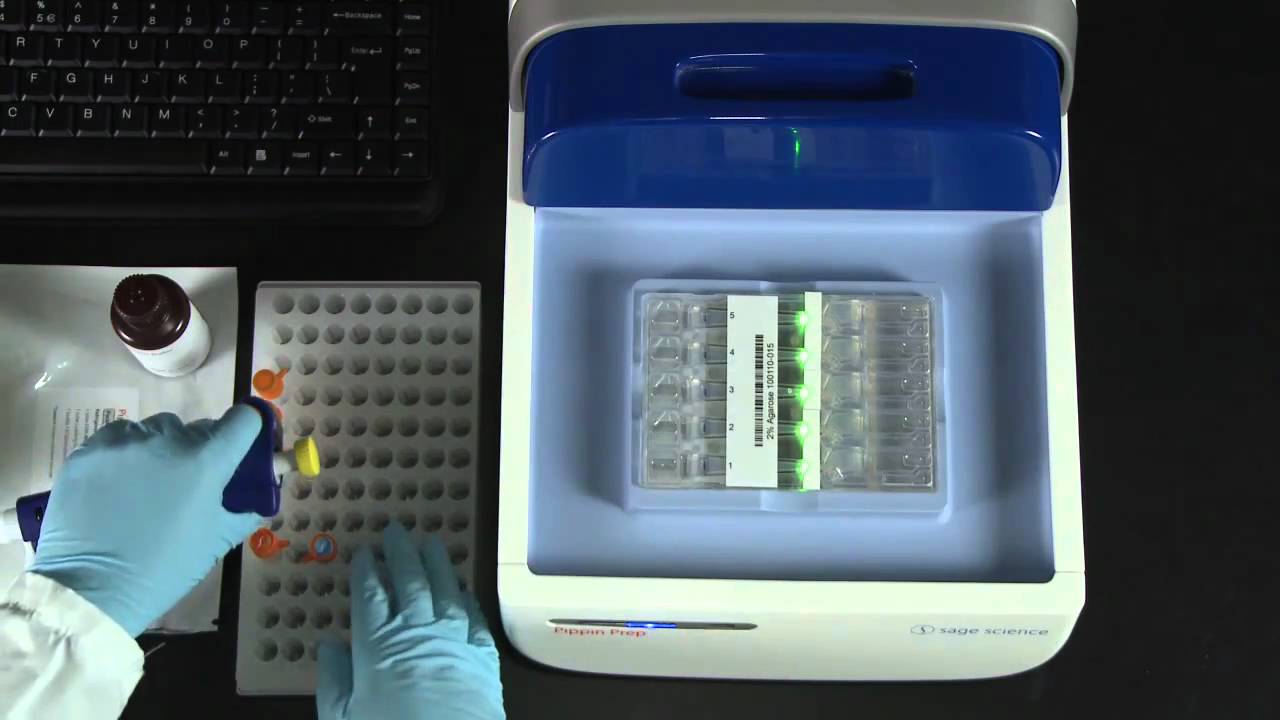 Tutorial: A Look at the Pippin Prep Workflow - YouTube