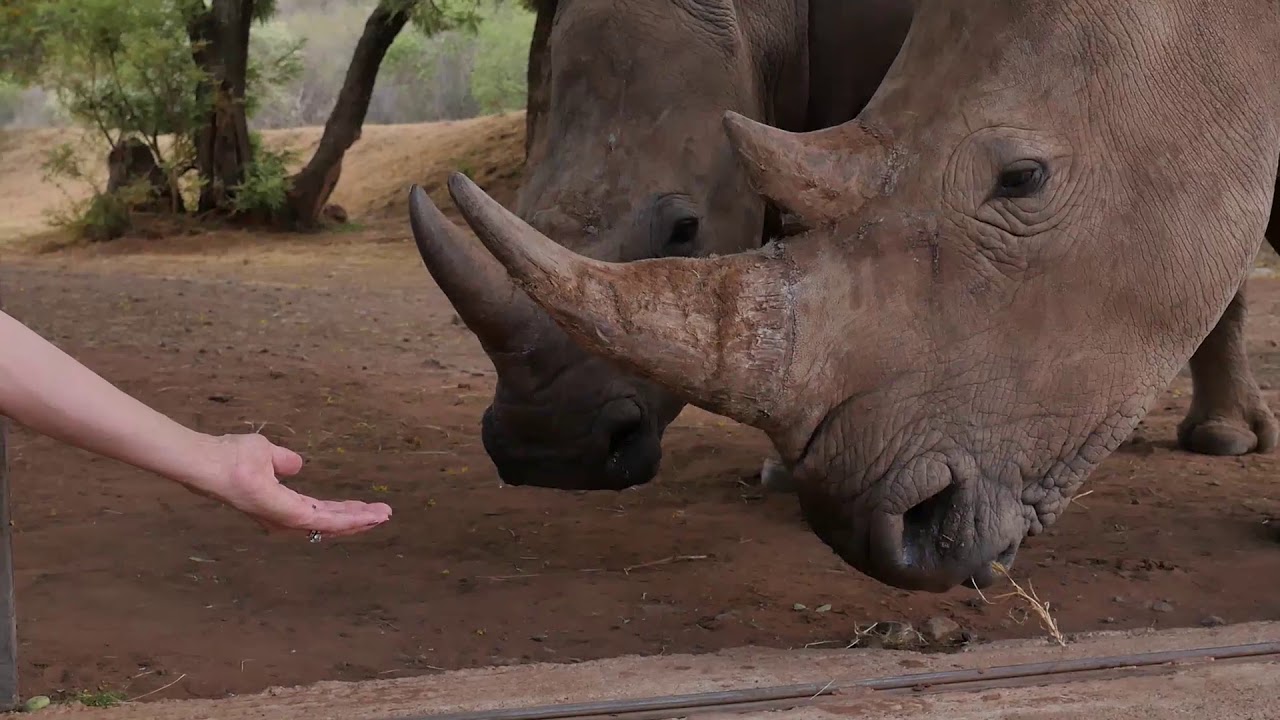 Meditating with Rhinos by Helena Kriel - YouTube