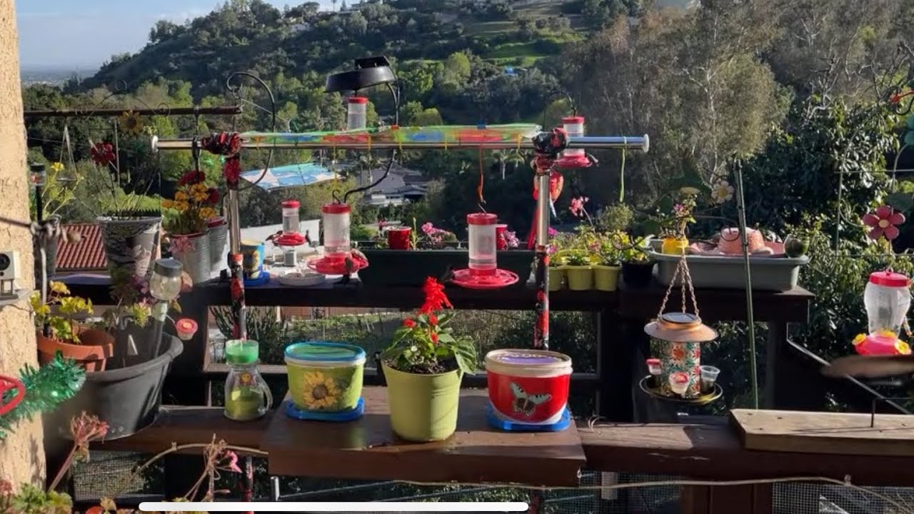 Just a Note for today on Hummingbirds from Robbie and Gary Gardening ...