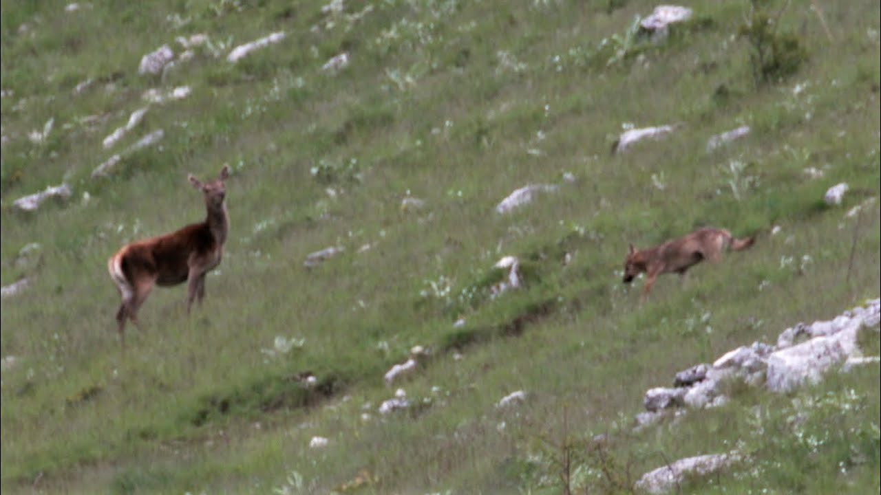 Cerva vs lupi - Deer vs wolves - YouTube