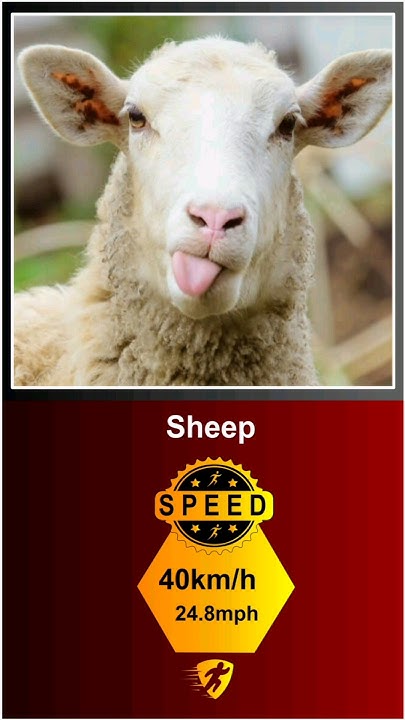 Animal Speed Comparison ( Part-1 ) - YouTube