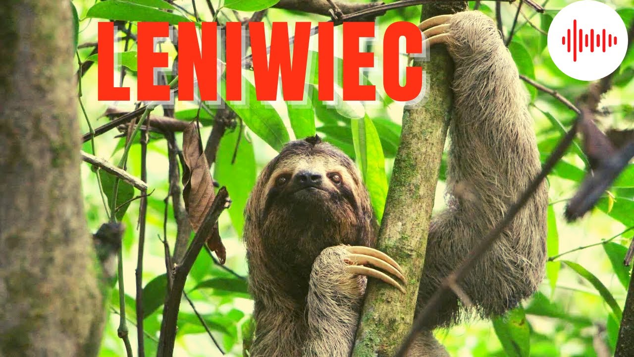 Leniwiec. Leniwiec trójpalczasty. Odgłosy Leniwca. Dźwięki Leniwca ...