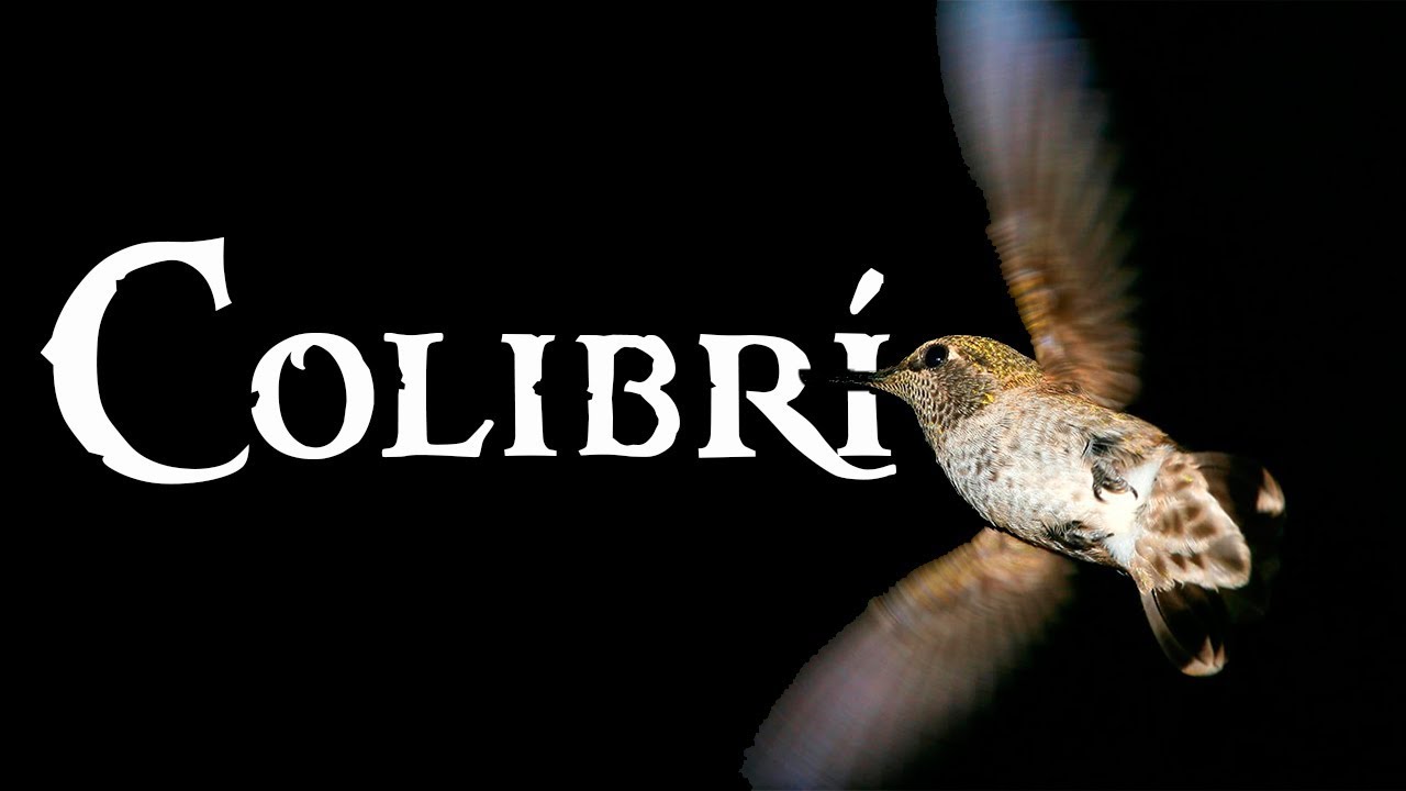 La Leyenda Maya del Colibrí: El mensajero de los Dioses - YouTube