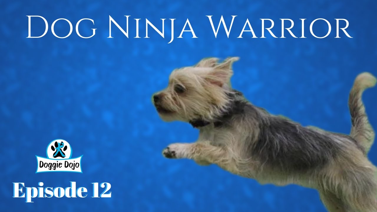 Dog Ninja Warrior - Dog Training Life - VLOG 12 - YouTube