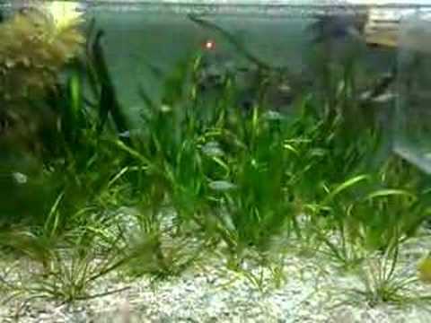 Protomelas similis - YouTube